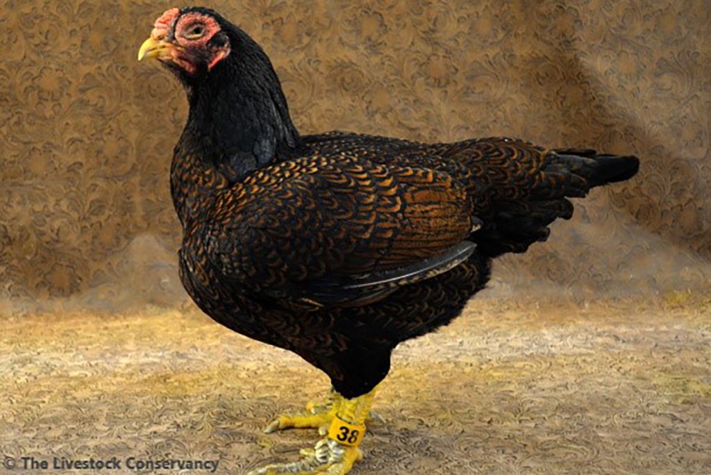 Cornish Chicken - Breed Profile - Backyard Poultry